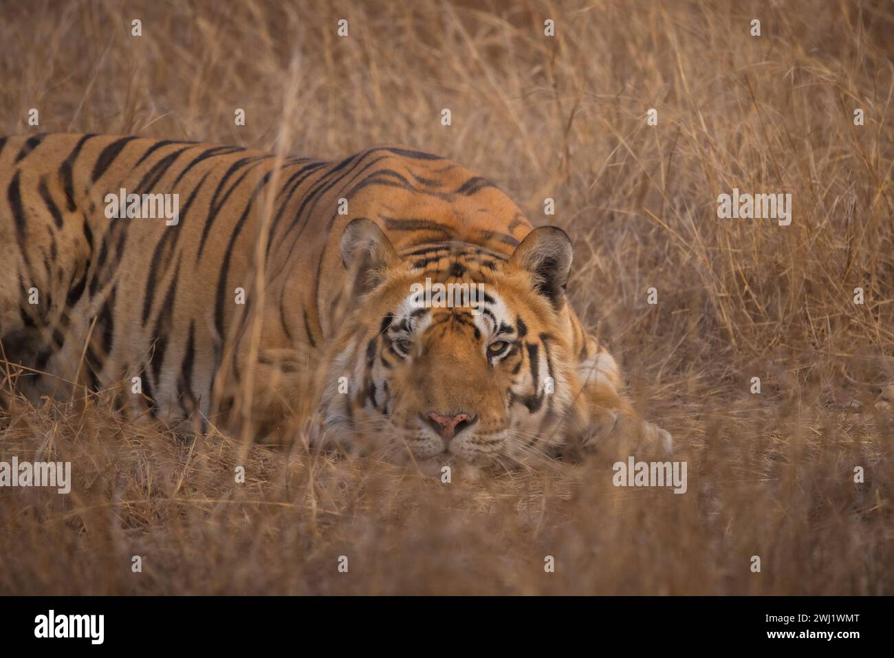 Royal Bengal Tiger, Panthera tigris, male, Nauradehi Wildlife Sanctuary ...