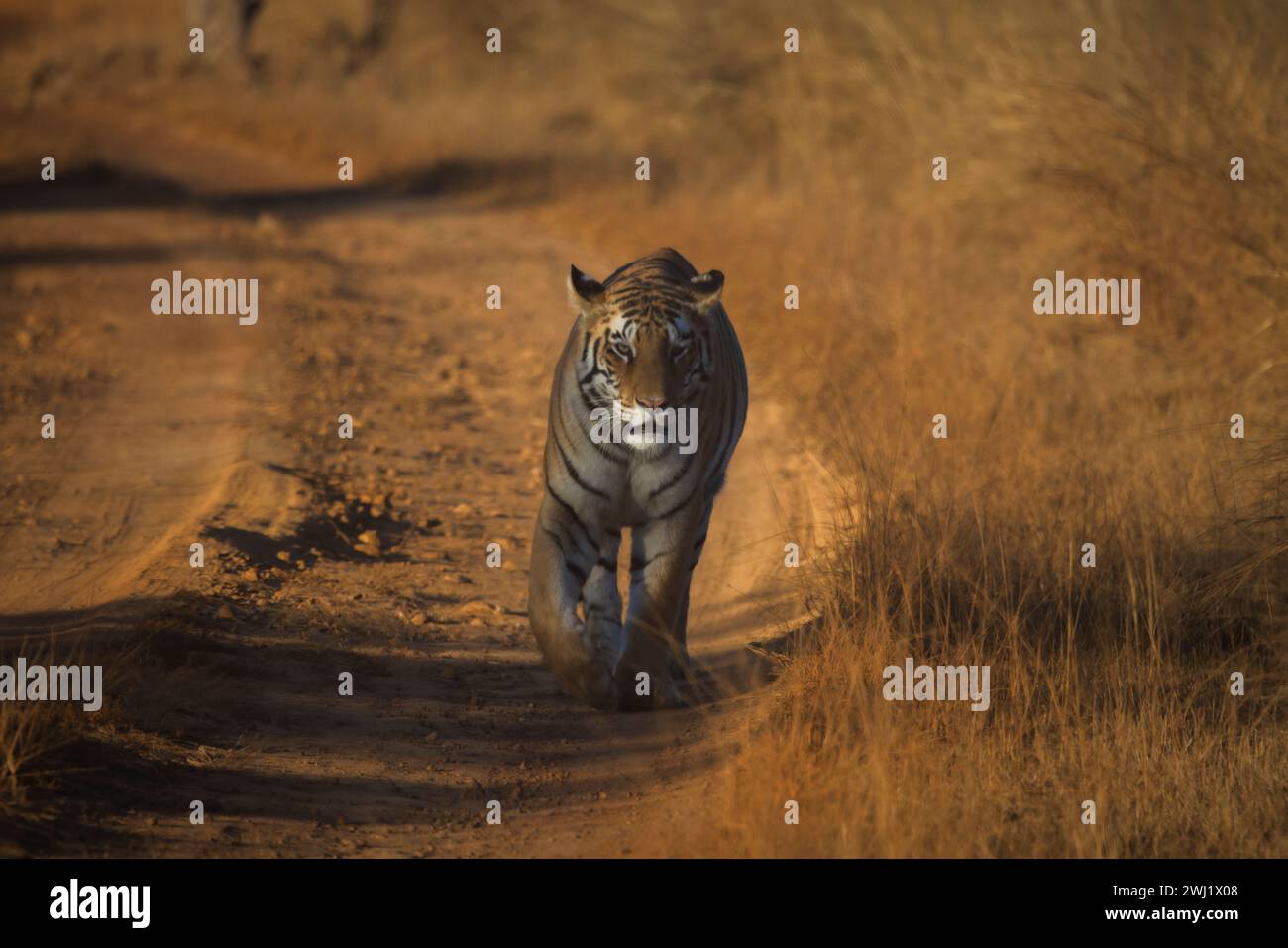Royal Bengal Tiger, Panthera tigris, female, Panna Tiger Reserve ...