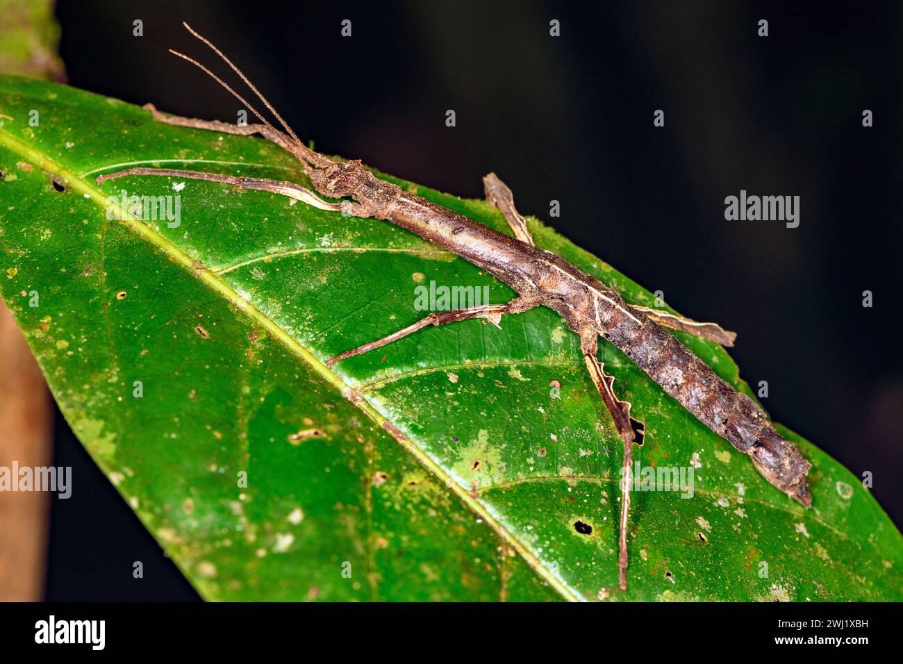 Stick insect rhynchacris sp hi-res stock photography and images - Alamy