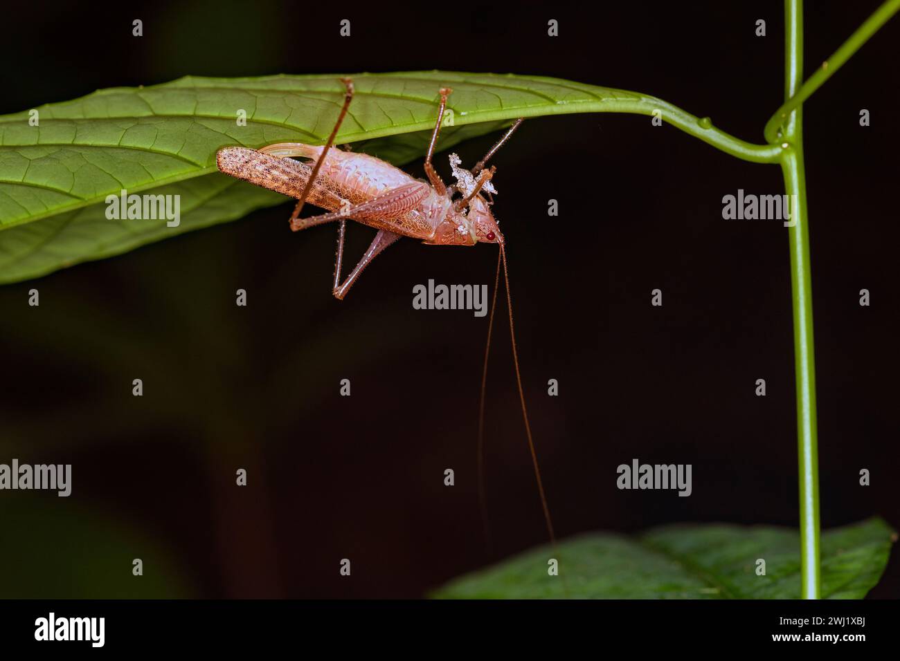 Subria hi-res stock photography and images - Alamy