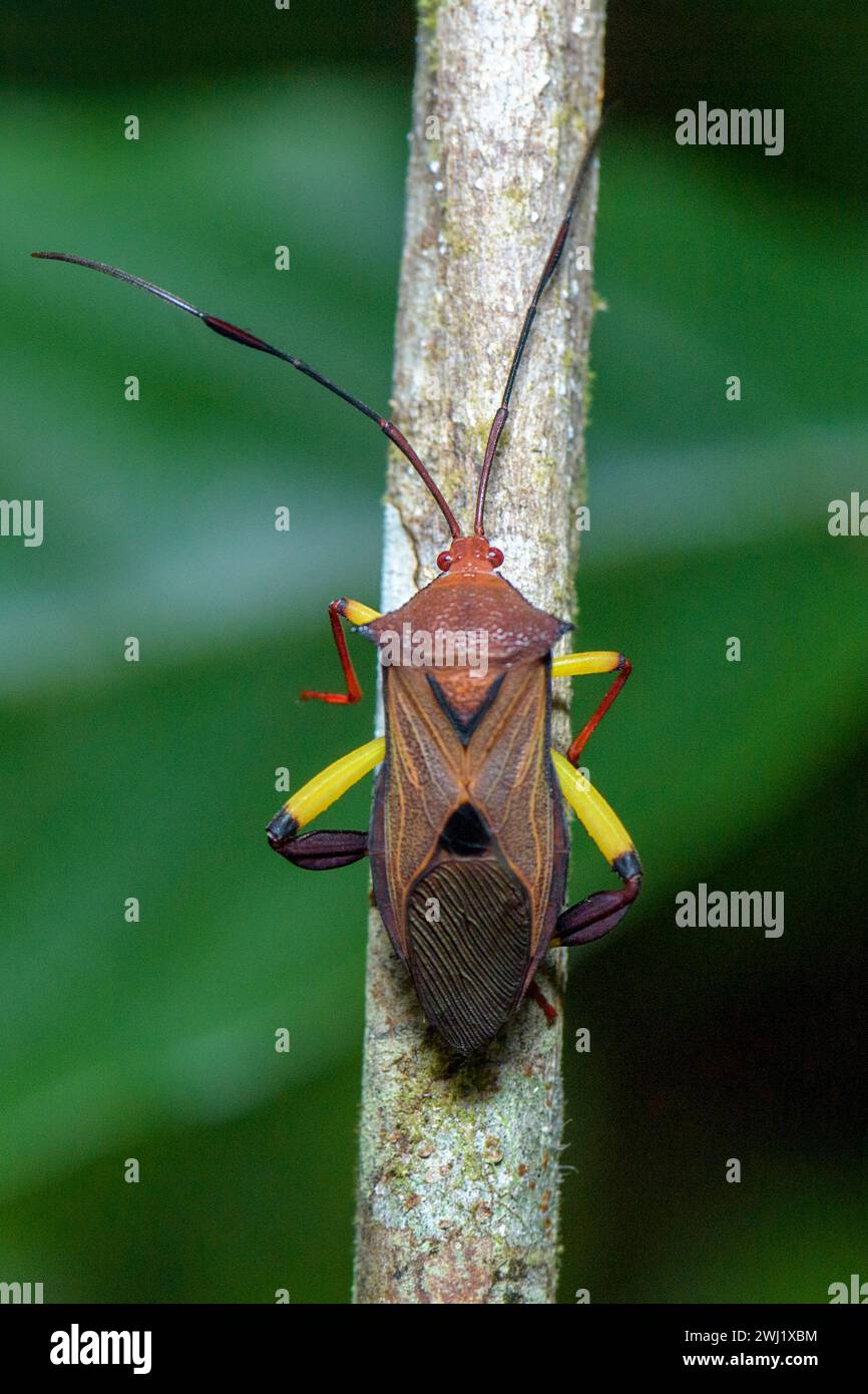 Unidentified species of leaf-footed bug (Family Coreidae, order ...