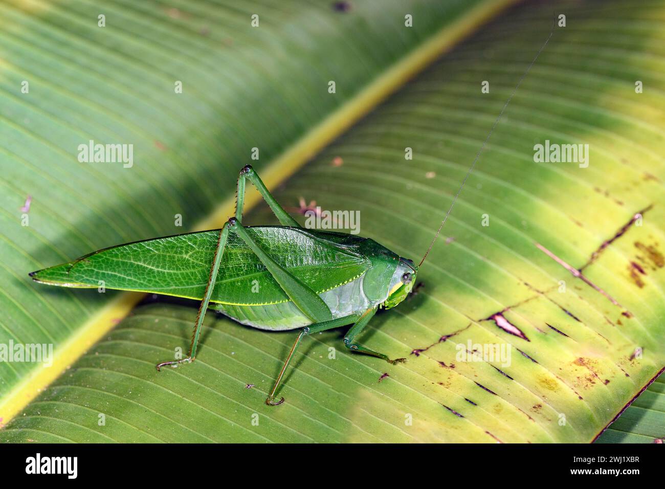 Katydid de costa rica hi-res stock photography and images - Alamy