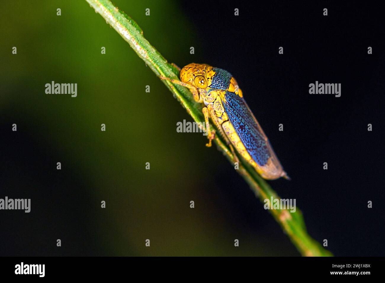 Green lantana sharpshooten (Oncometopia cf. capricornis) from Laguna ...