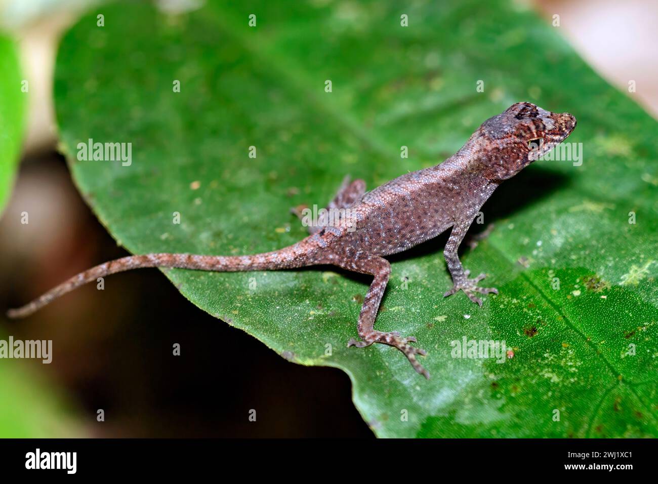 Laguna de reptiles hi-res stock photography and images - Alamy