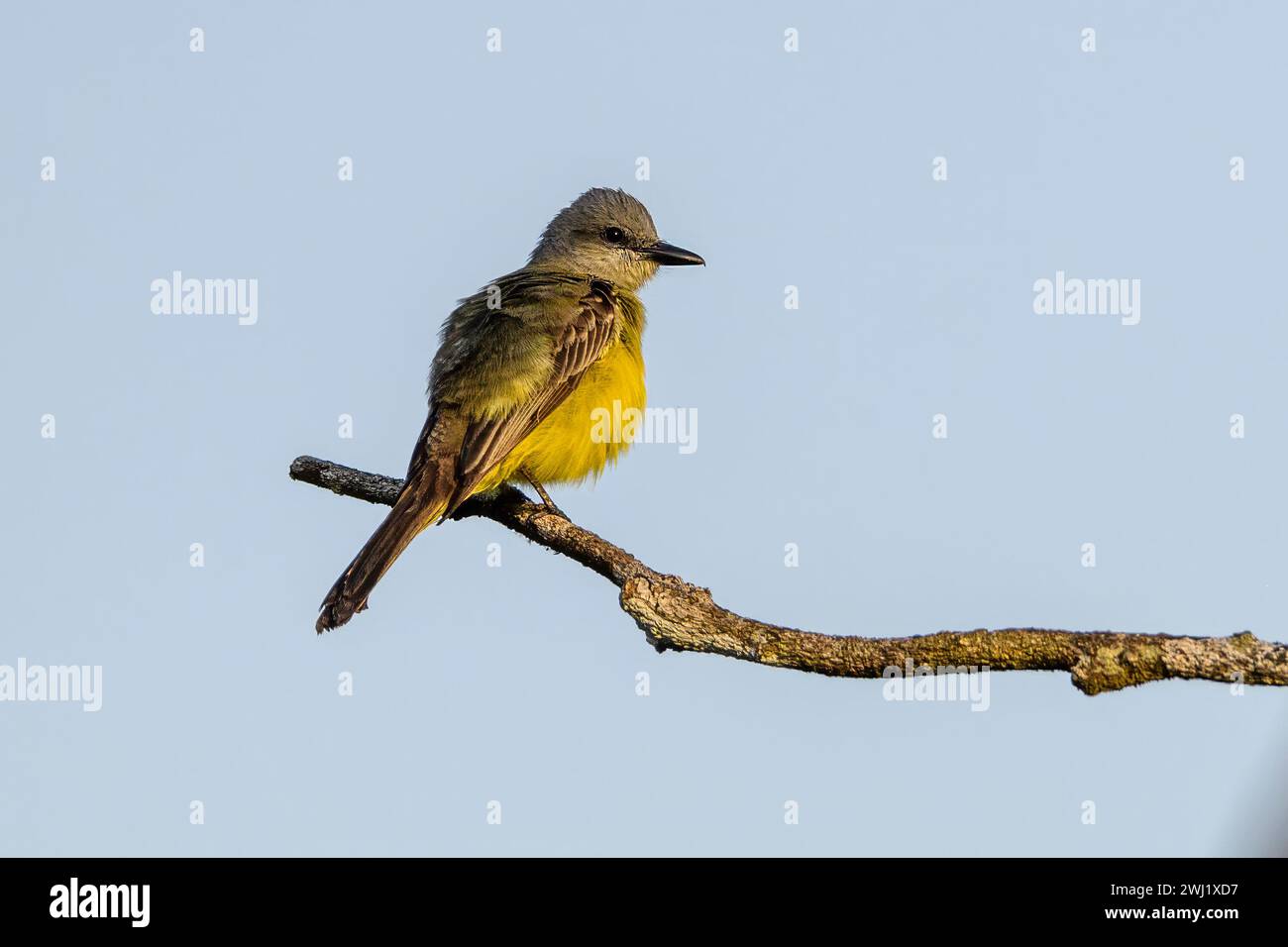 Tropical kingbird costa rica hi-res stock photography and images - Alamy