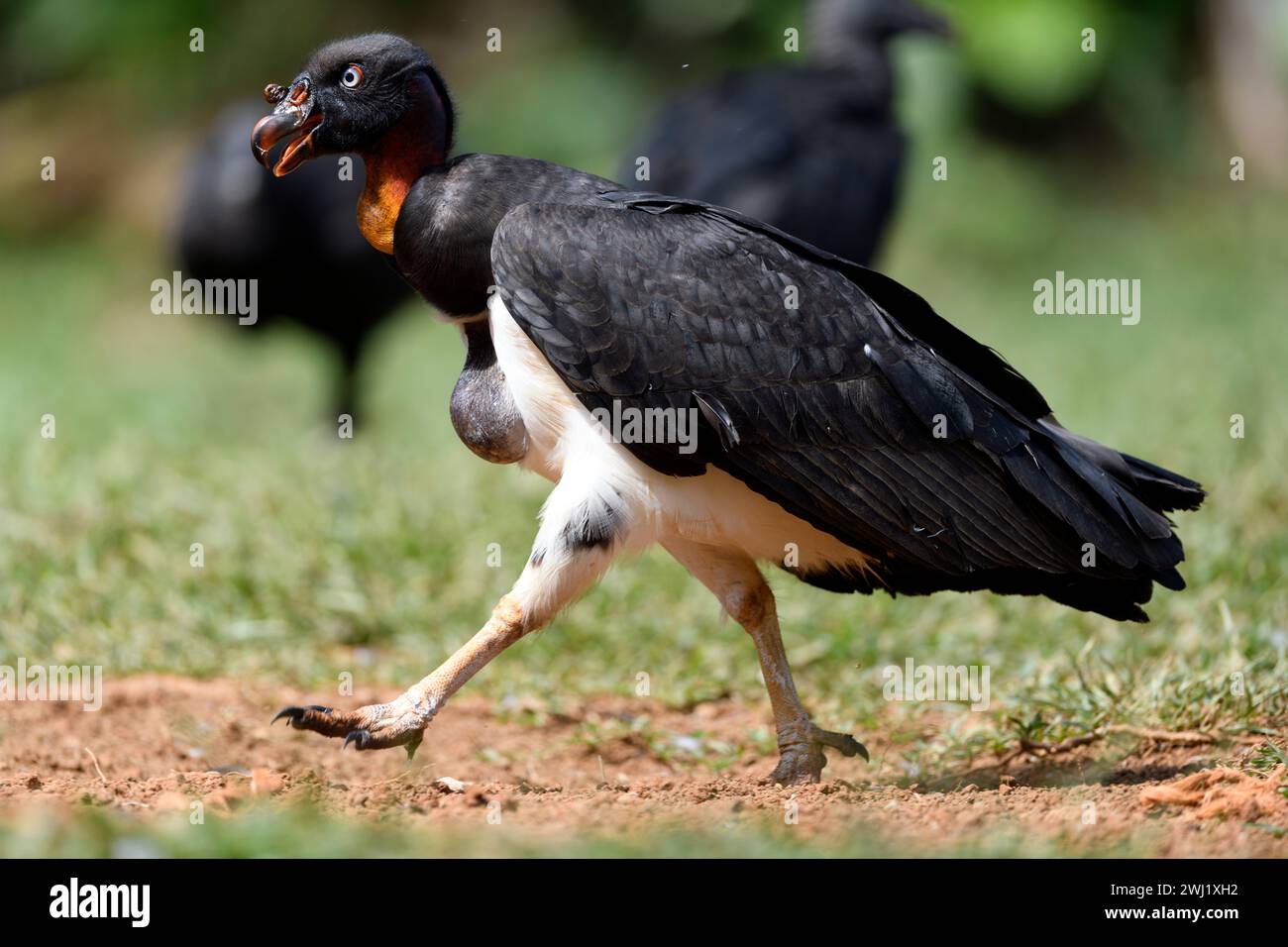 Juvenile king vulture sarcoramphus papa hi-res stock photography and ...
