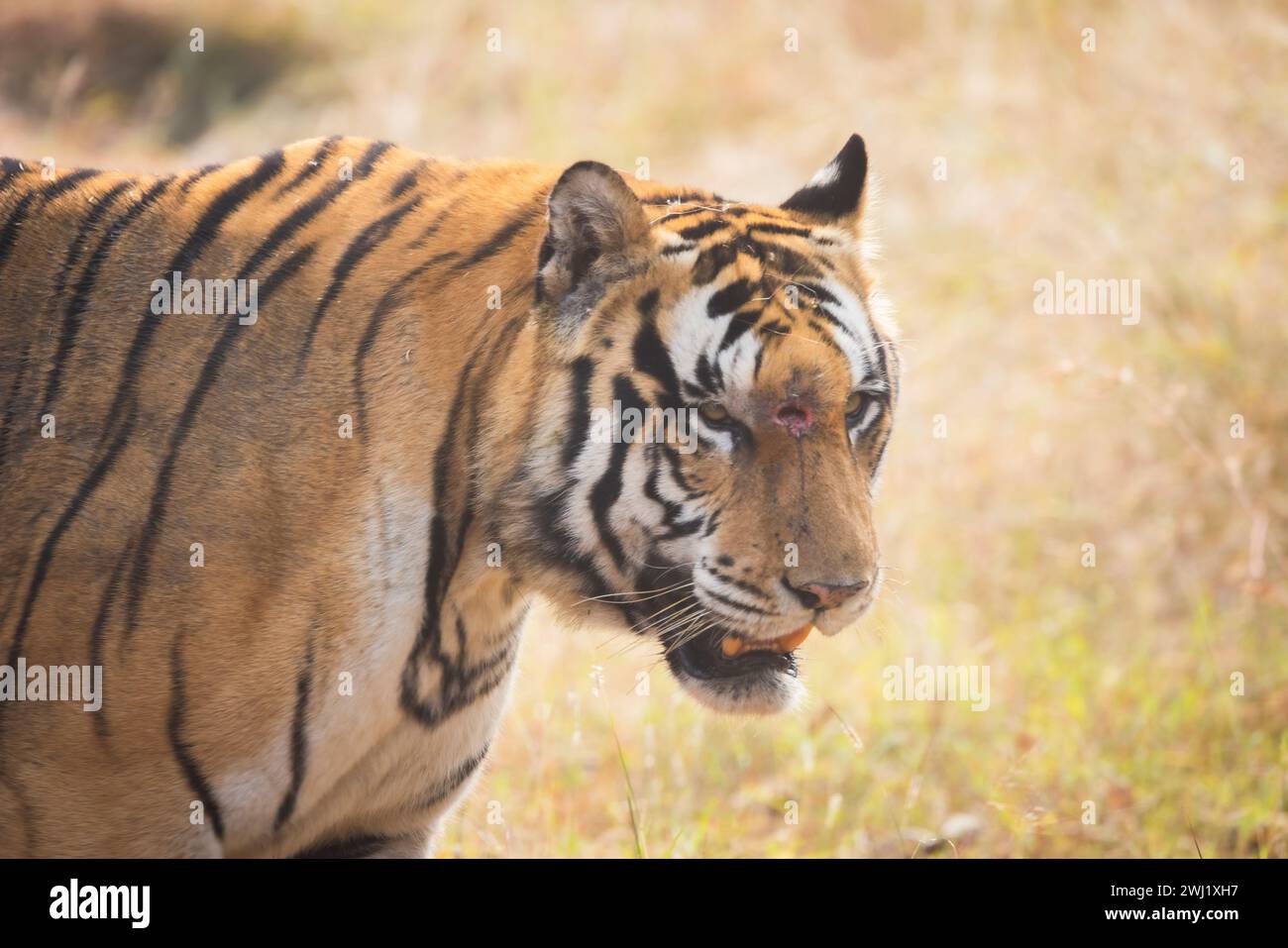 Royal Bengal Tiger, Panthera tigris, male, Panna Tiger Reserve, Madhya ...