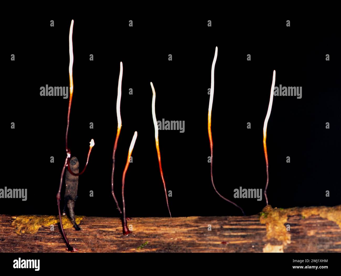 Fungi from the genus Xylaria photographed in Blancas National Park ...