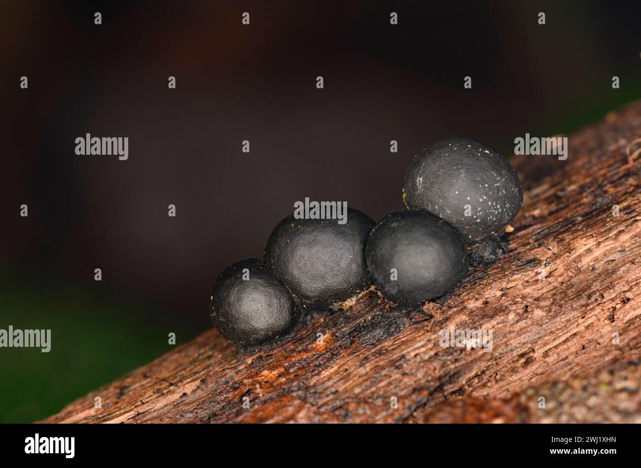 Coal fungus (Daldinia concentrica) from Piedras Blancas National Park ...