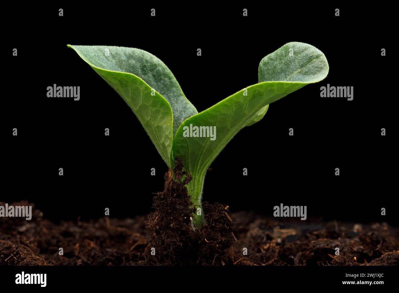 Seedlings are growing from the fertile soil. Sprouts germination, selective focus blurred green ...