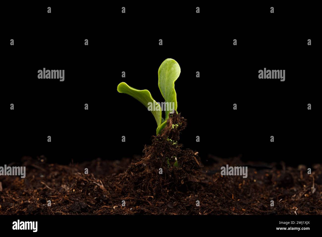 Seedlings are growing from the fertile soil. Sprouts germination, selective focus blurred green ...
