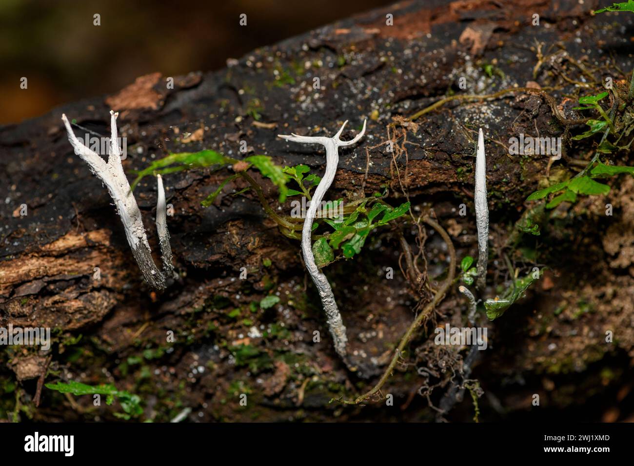 Fungi from the genus Xylaria photographed at Bosque de Paz, Costa Rica ...