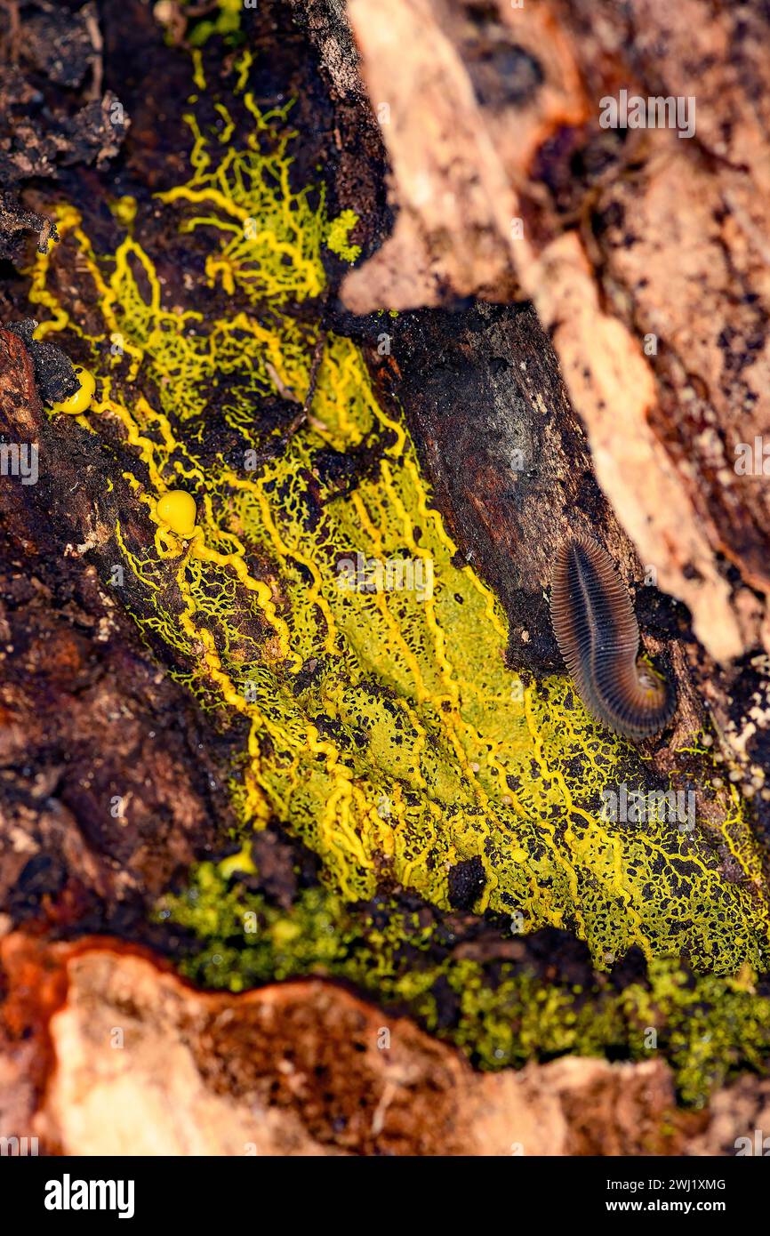 Plasmodium of an unidentified slime mould (possibly Leocarpus sp ...