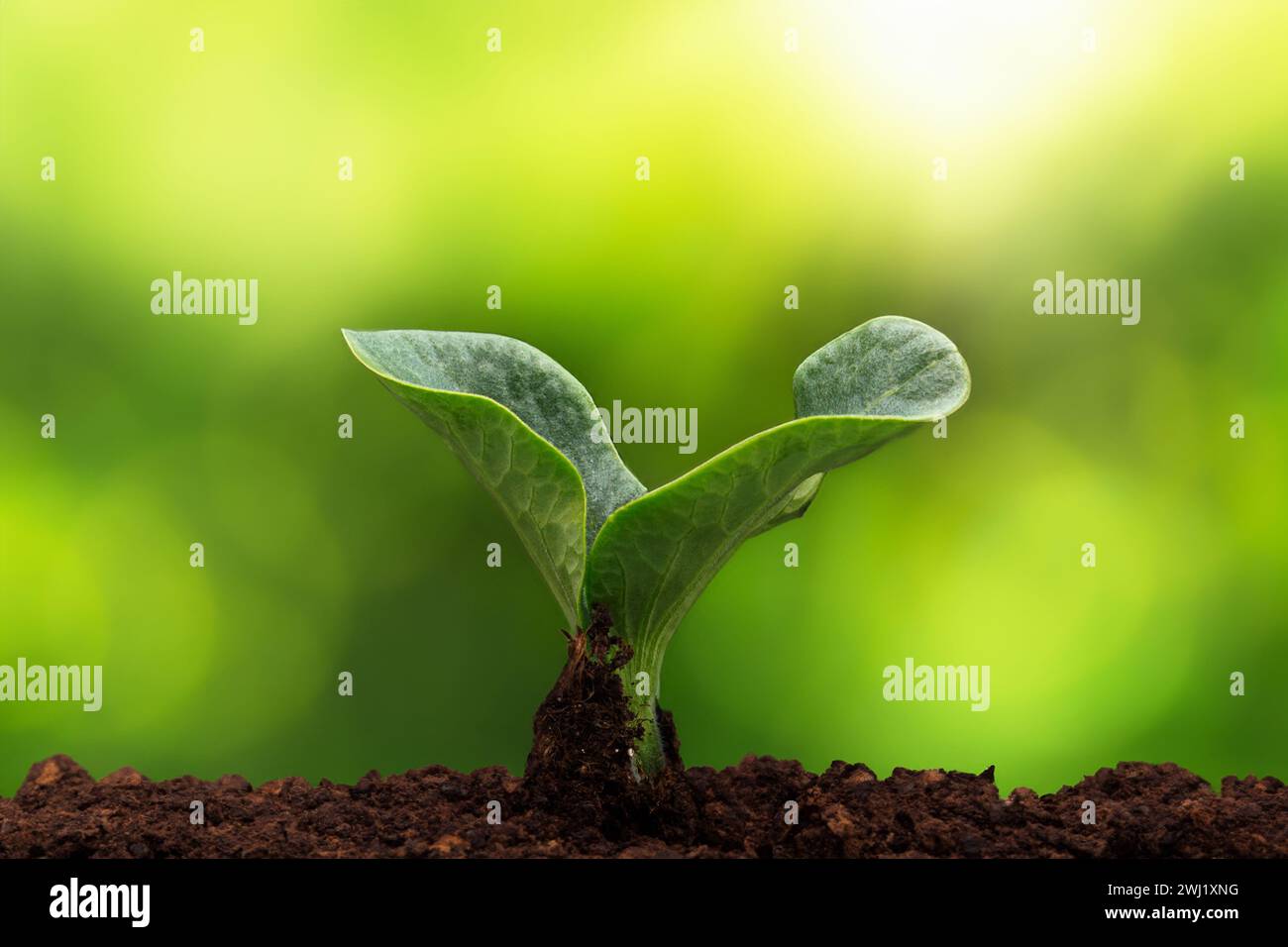 Seedlings are growing from the fertile soil. Sprouts germination, selective focus blurred green ...