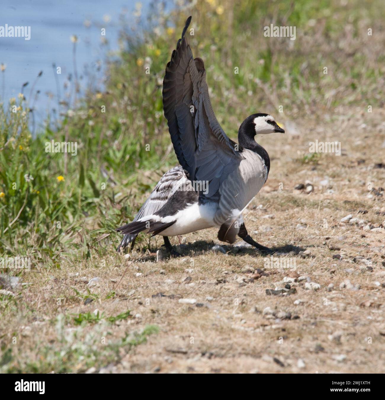 BARNACLE GOOSE Branta leucopsis Stock Photo - Alamy