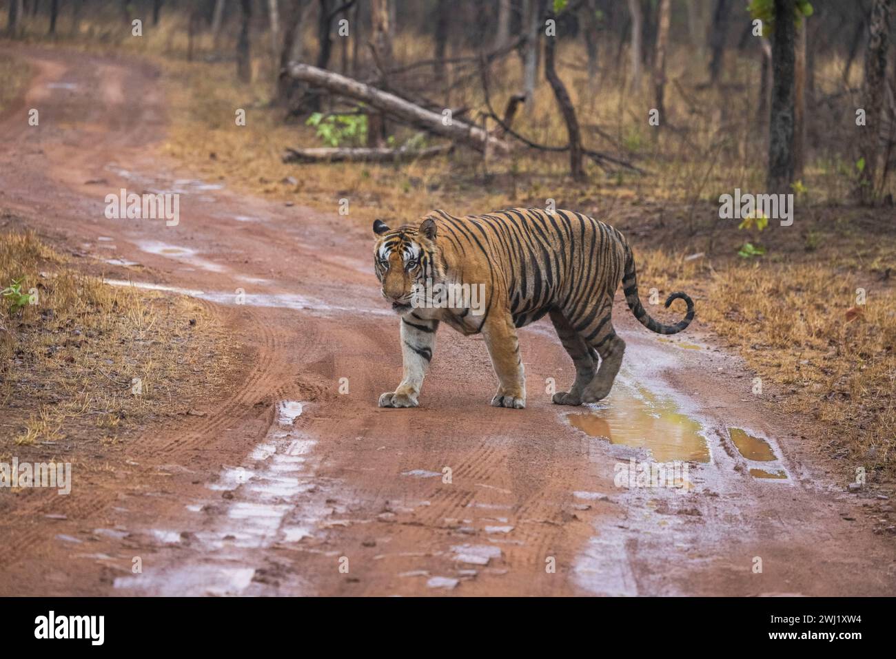 Royal Bengal Tiger, Panthera tigris, male, Panna Tiger Reserve, Madhya ...