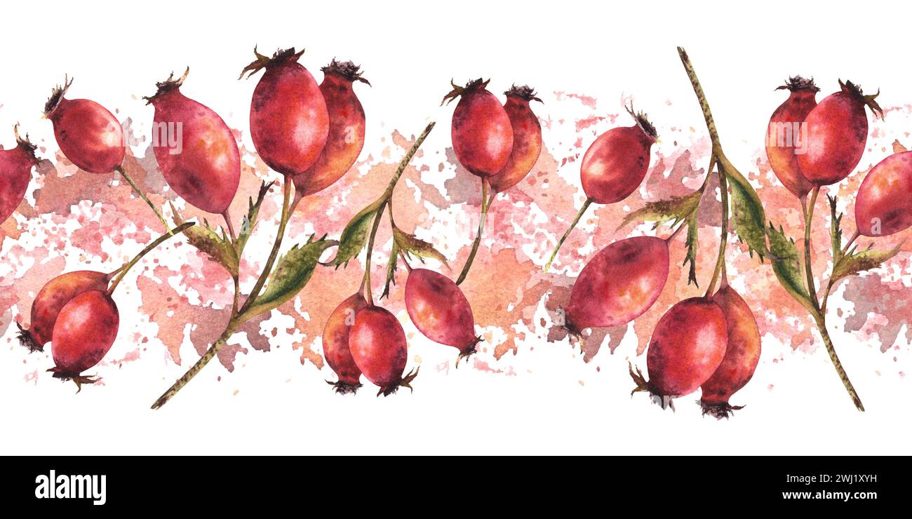 Branch of wild rosehips with red briar fruits, dog rose green leaves on ...