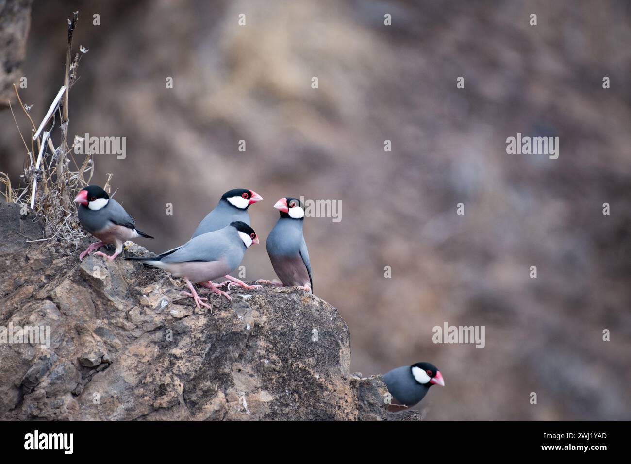 Java sparrows, also known as Java finches on a rocky landscape on the ...