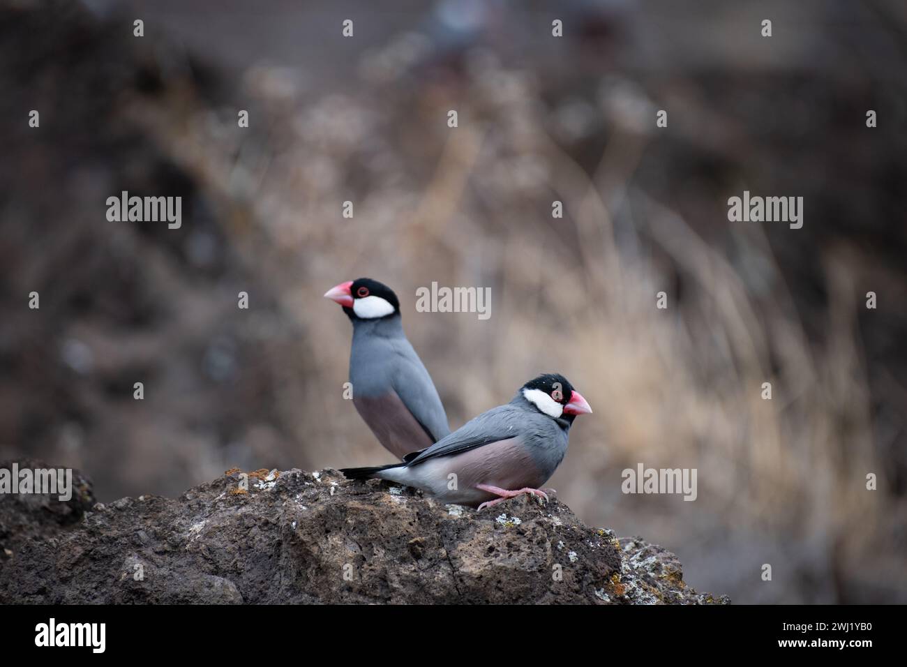 British finches hi-res stock photography and images - Alamy