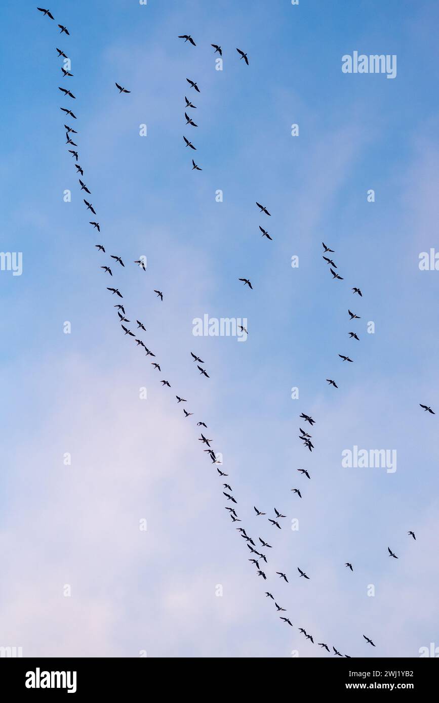 A flock of geese flies in the blue sky Stock Photo - Alamy