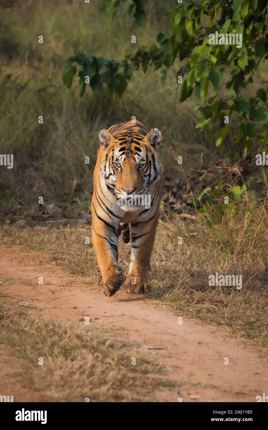 Royal Bengal Tiger, Panthera tigris, male, Panna Tiger Reserve, Madhya ...