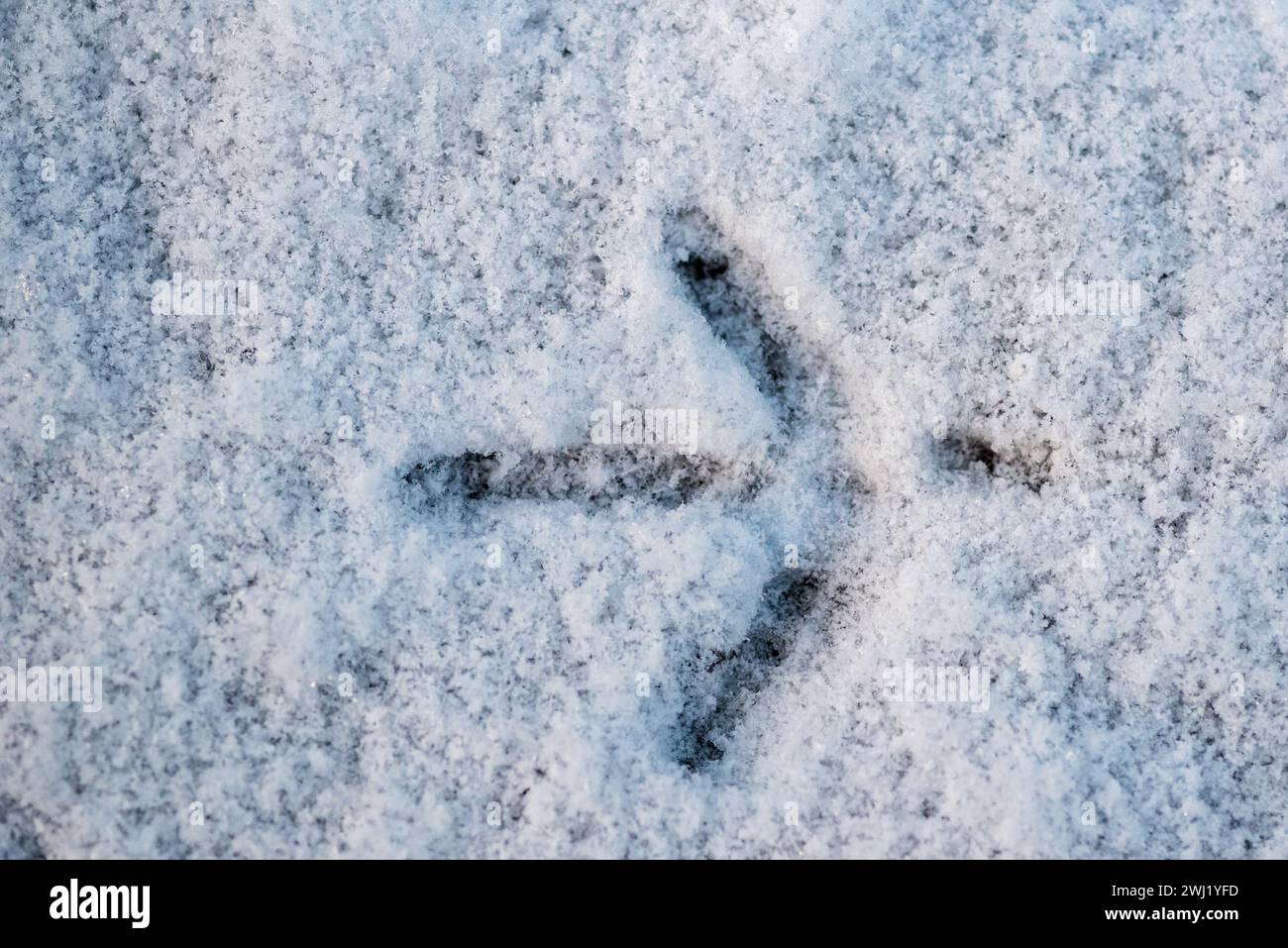 Imprint birds foot in hi-res stock photography and images - Alamy