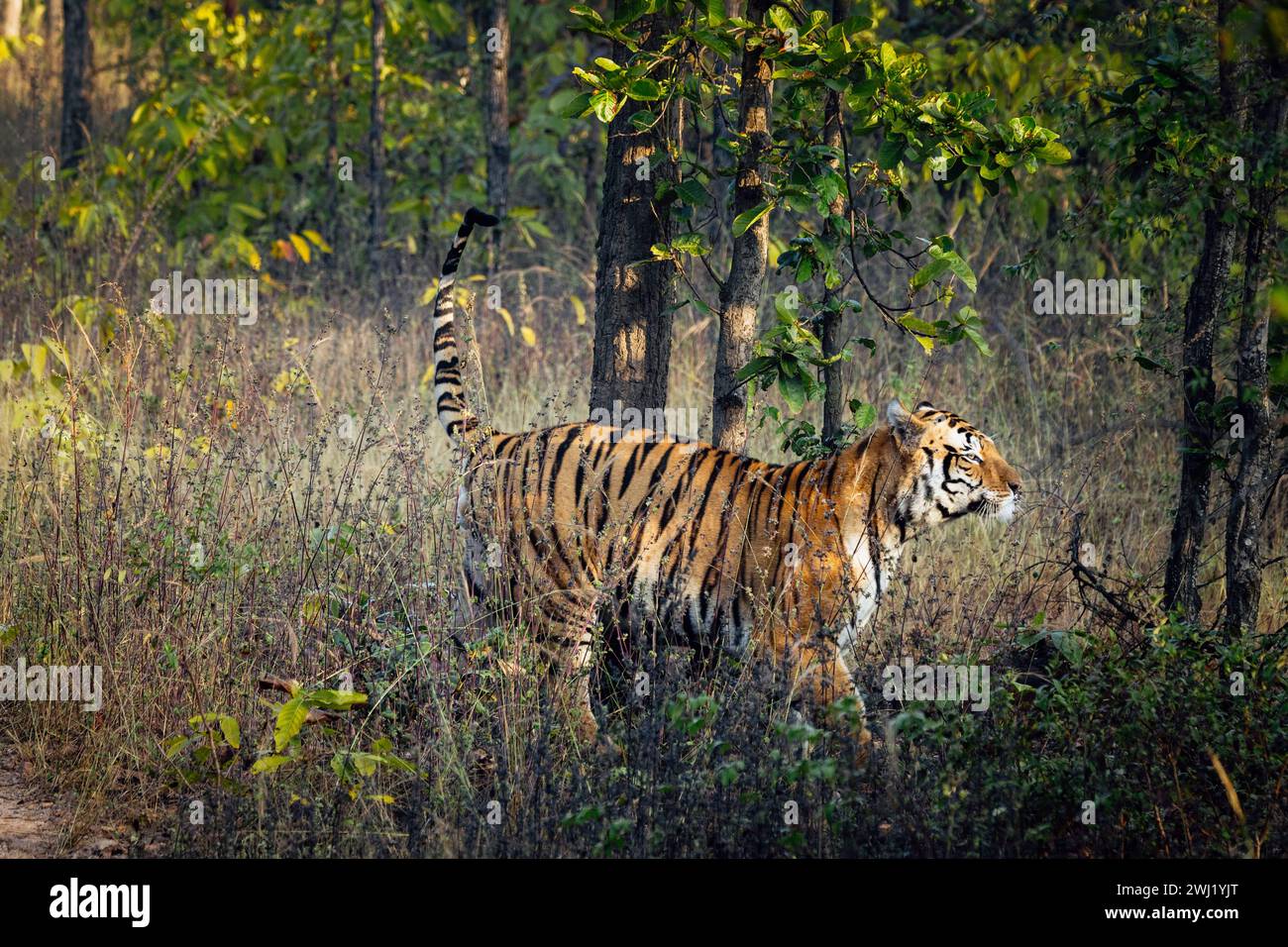 Royal Bengal Tiger, Panthera tigris, female cub, Sanjay Dubri Tiger ...