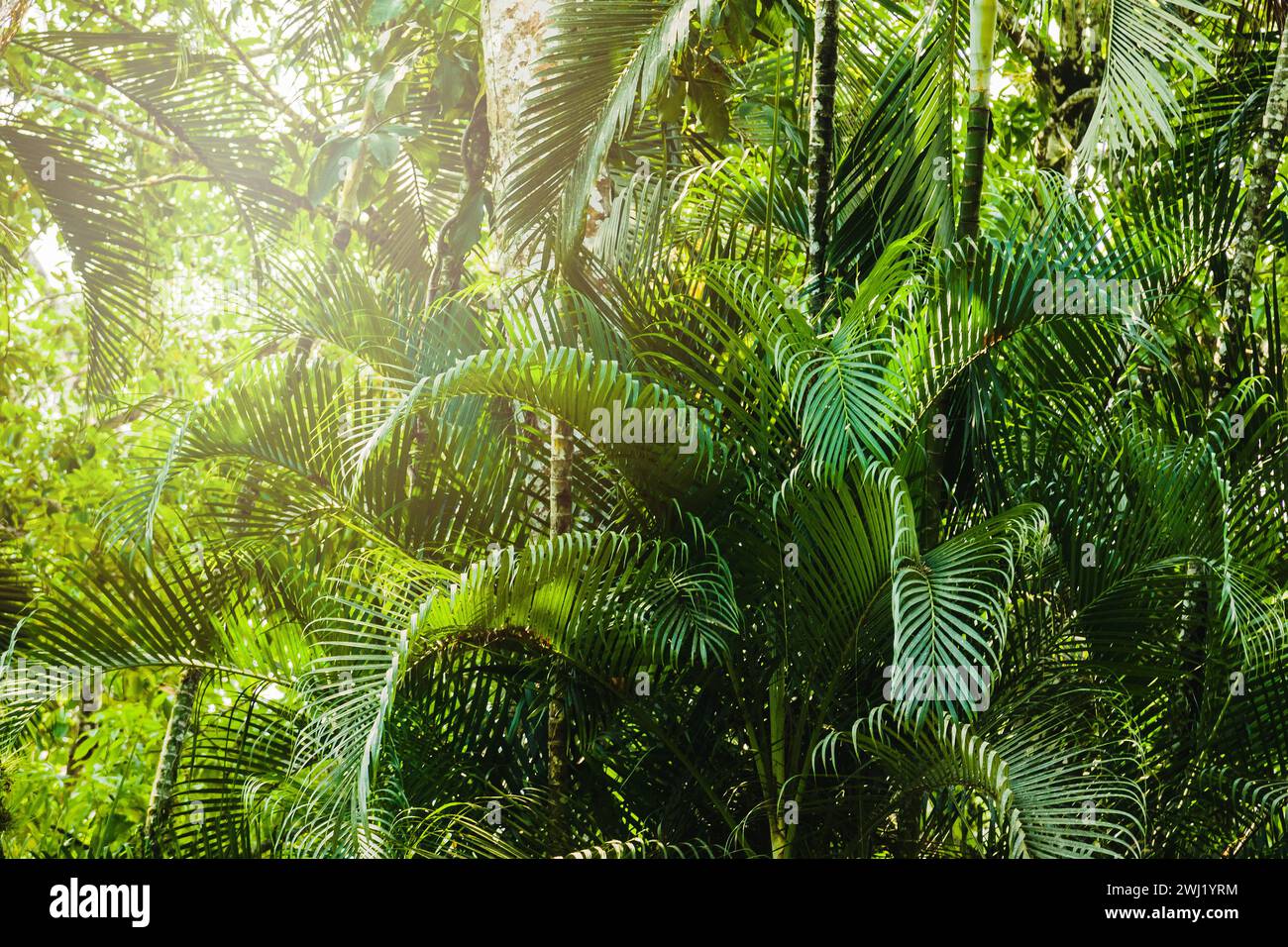 Lush green tropical jungle hi-res stock photography and images - Alamy