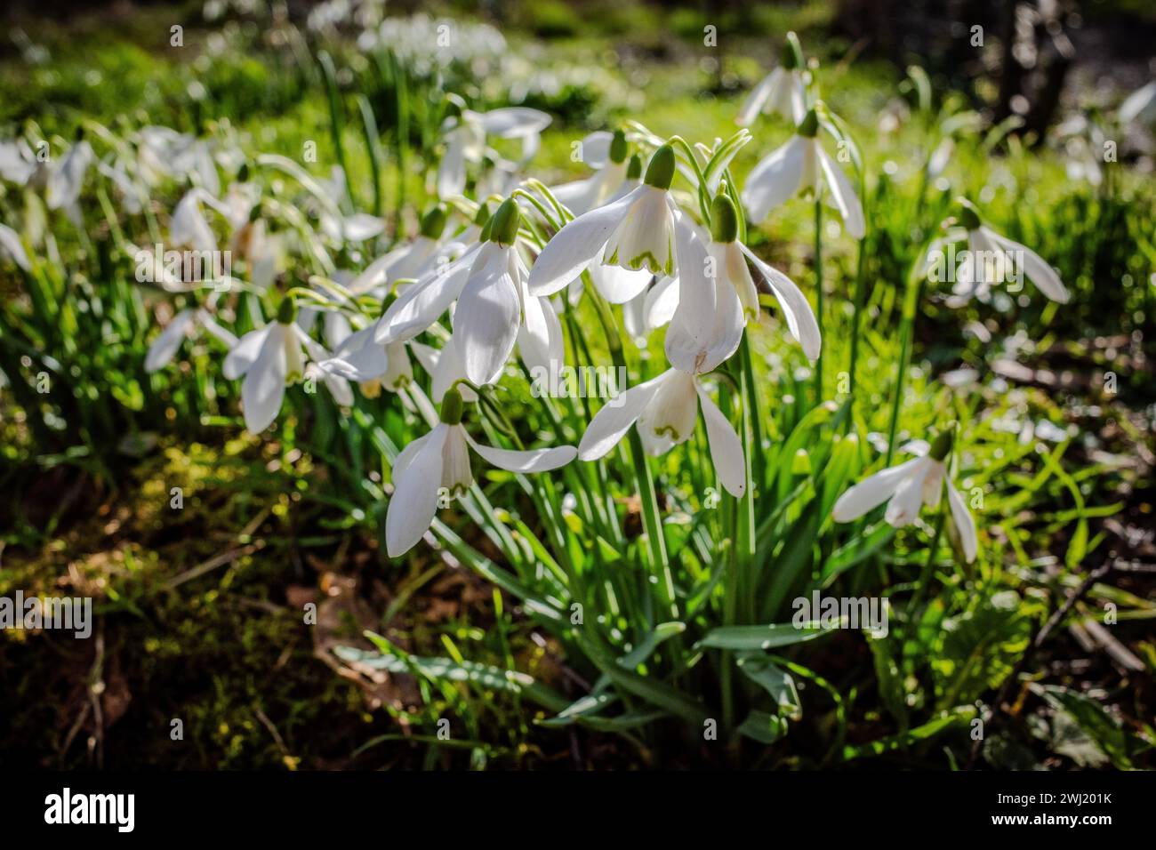 Snowdrops common closeup galanthus nivalis hi-res stock photography and ...