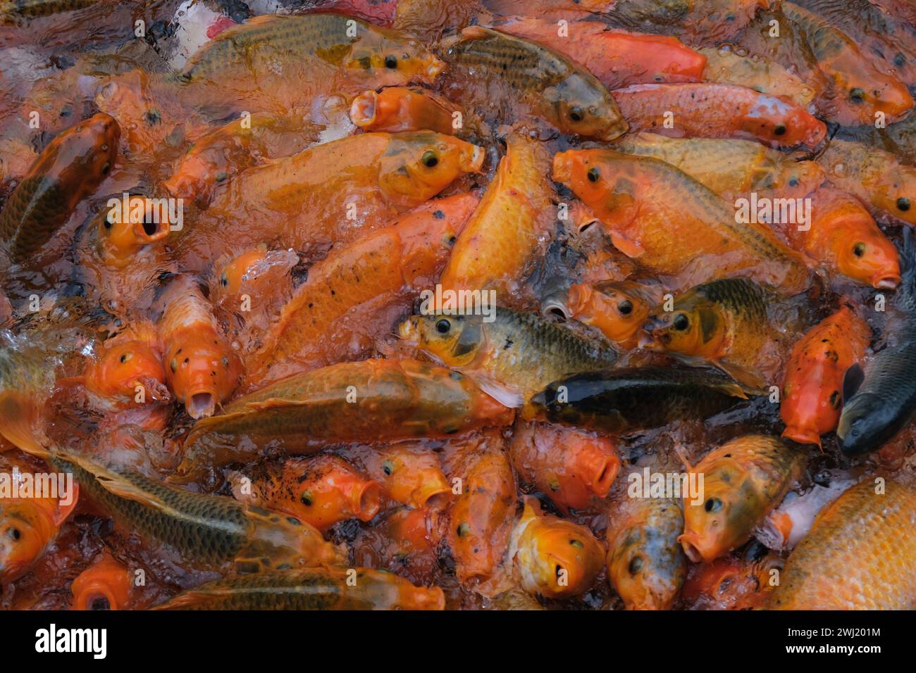 Tourism tourist hungry fish hi-res stock photography and images - Alamy