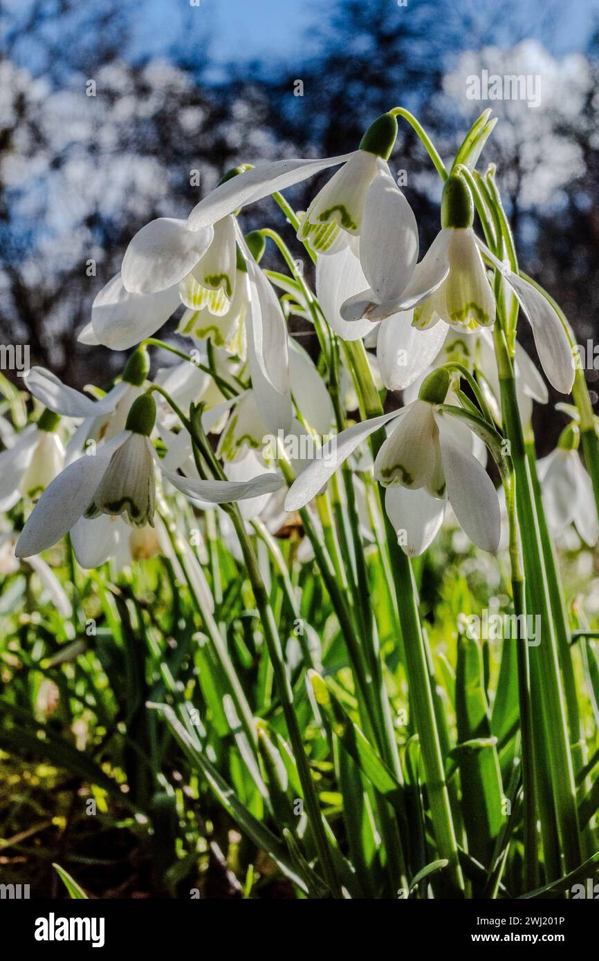 Common snowdrops on bloom. Closeup with blue sky background. Wales ...