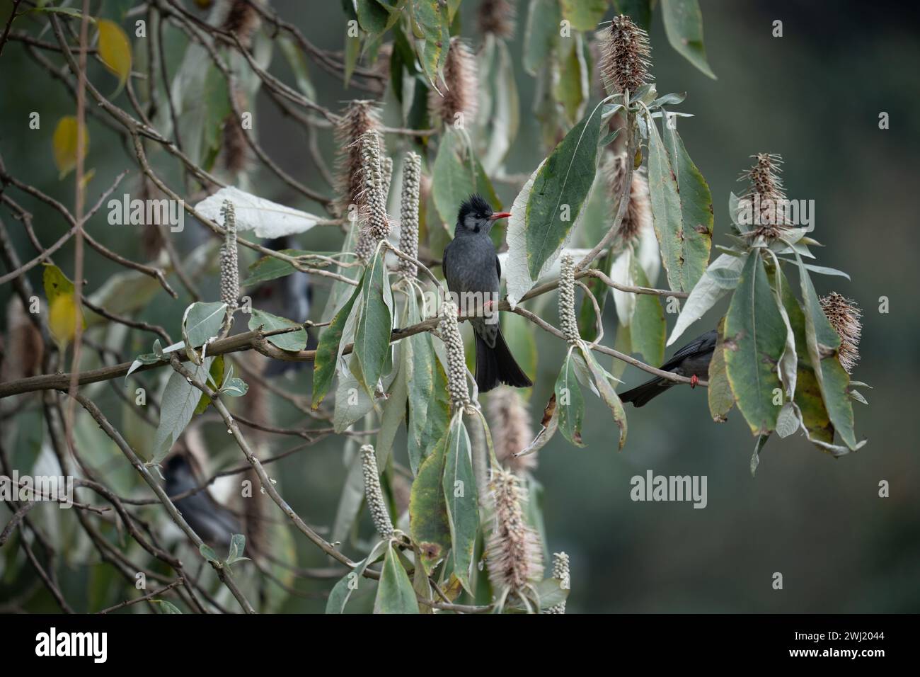 A Black Bulbul Perched in a Flowering Tree in the jungles of Nepal ...