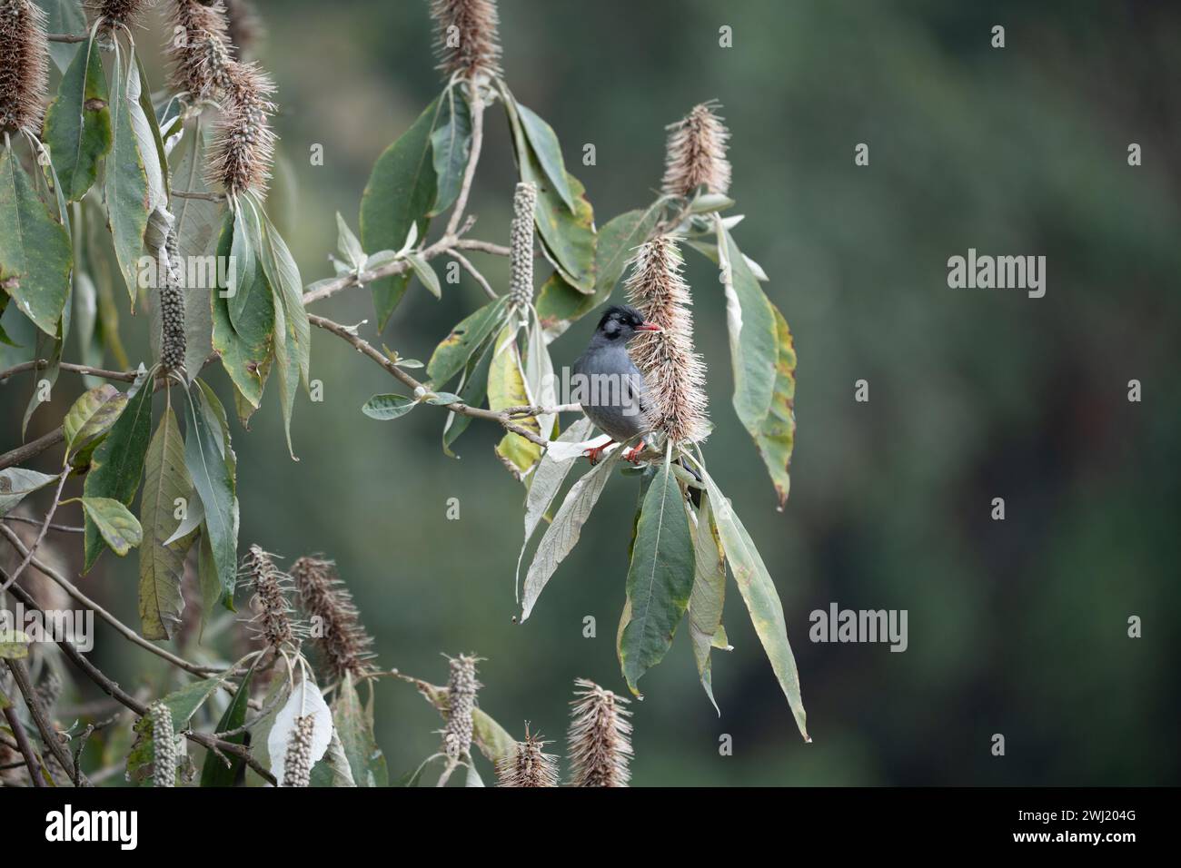 Black bulbul hi-res stock photography and images - Alamy