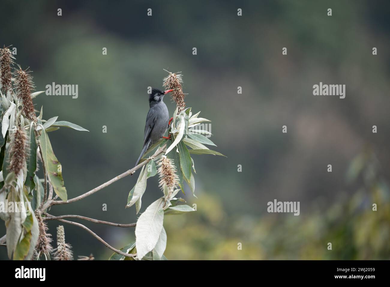 A Black Bulbul Perched in a Flowering Tree in the jungles of Nepal ...