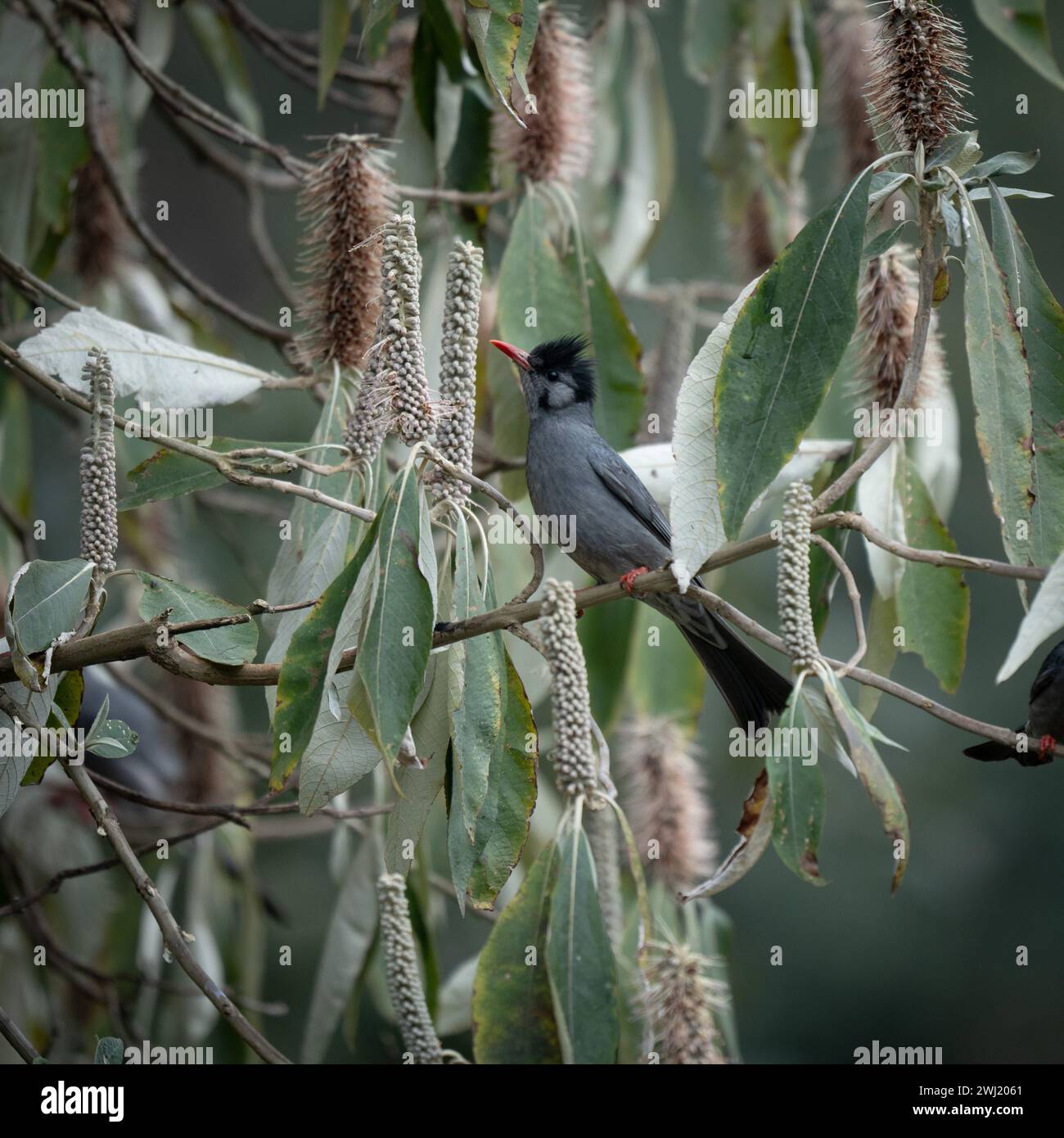 A Black Bulbul Perched in a Flowering Tree in the jungles of Nepal ...