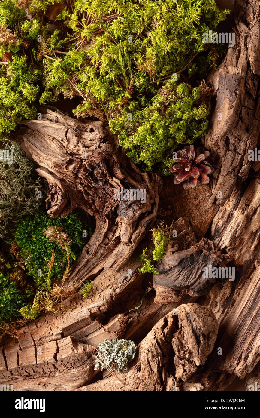 Abstract north nature scene with a composition of lichen, moss, and old ...
