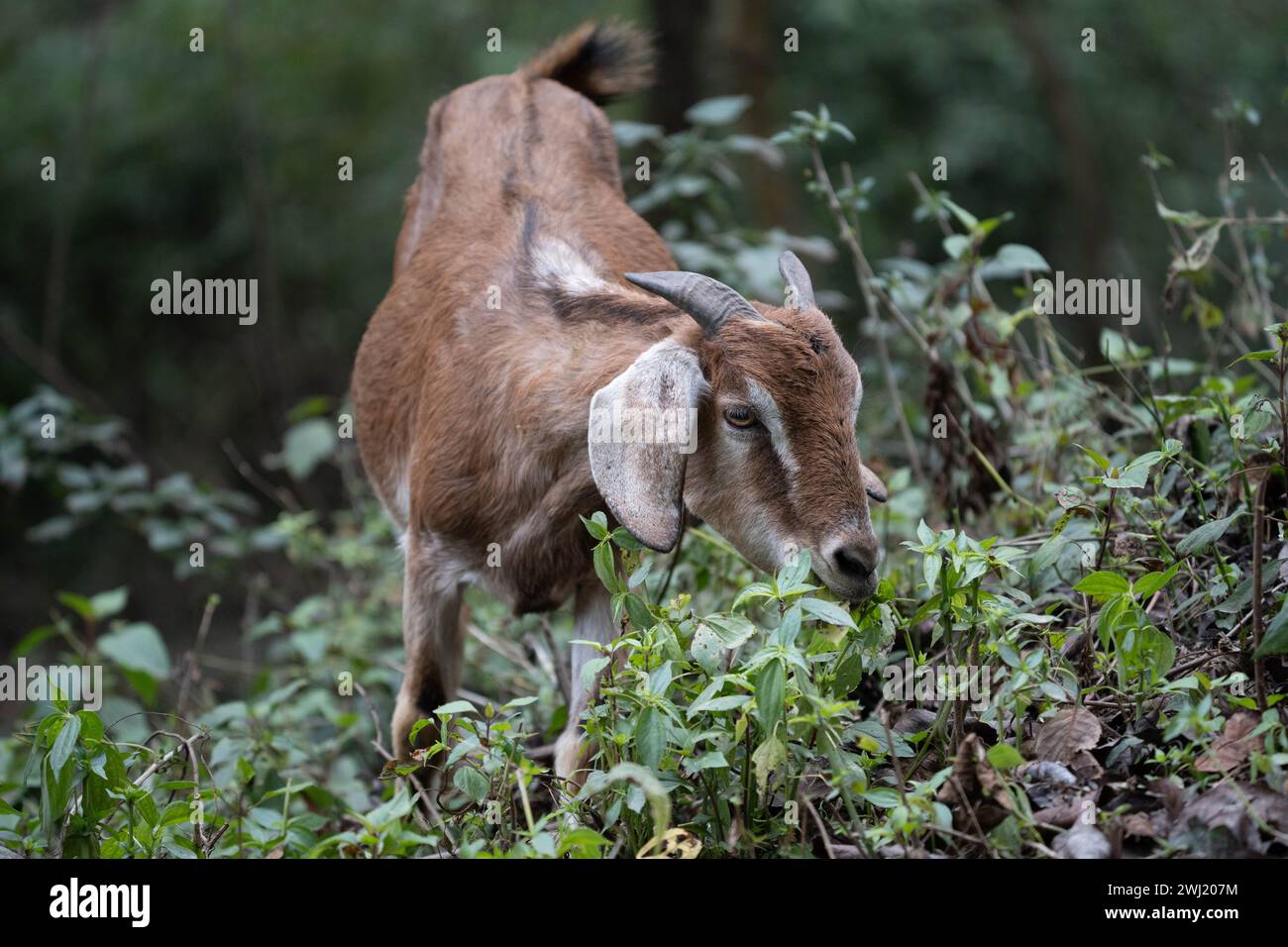 Browsing goat on hi-res stock photography and images - Alamy