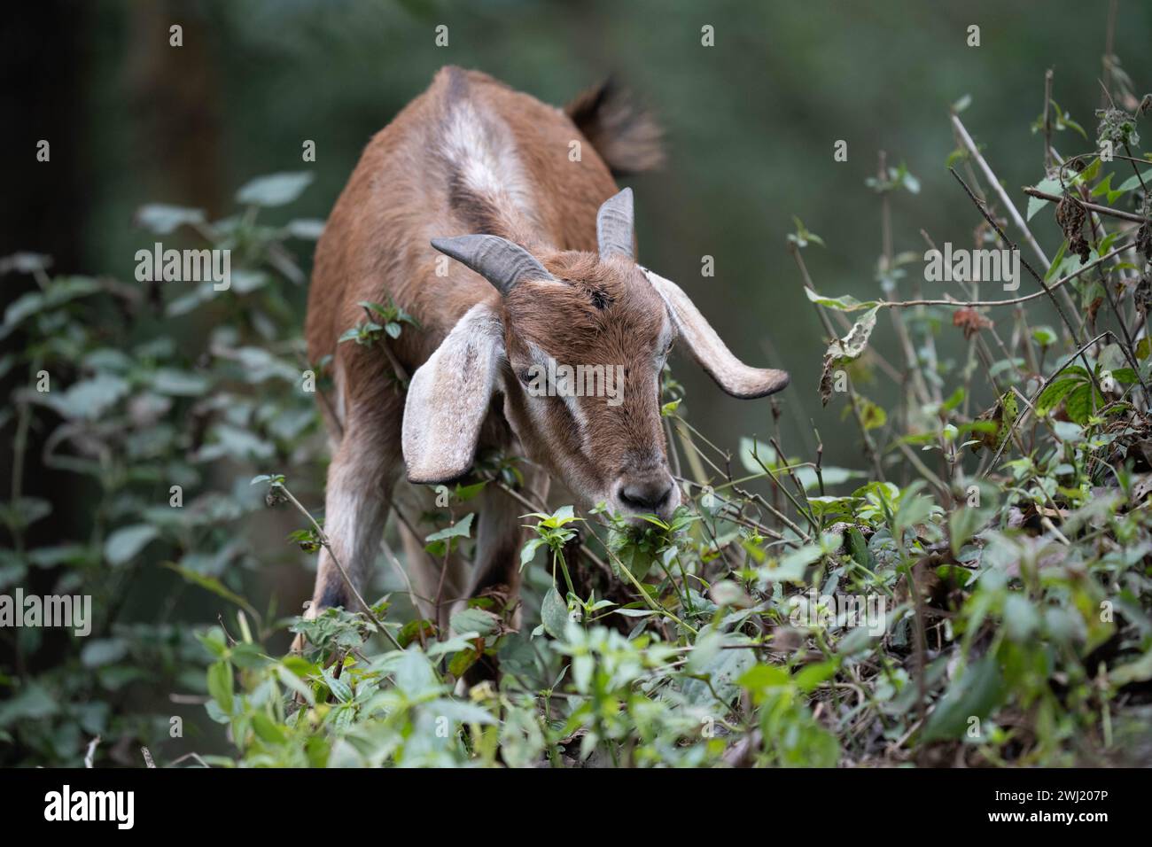 Browsing goat hi-res stock photography and images - Alamy