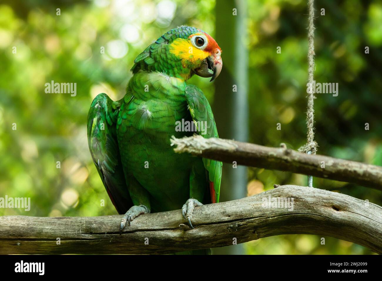 Red lored amazon parrot amazona autumnalis hi-res stock photography and ...