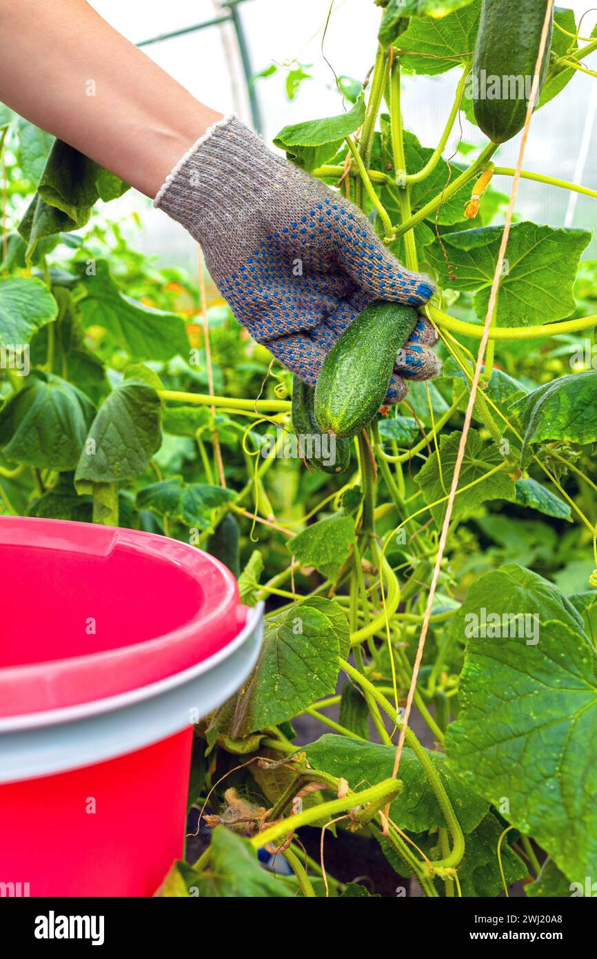 a man plucks a fresh cucumber from a branch. growing and harvesting ...
