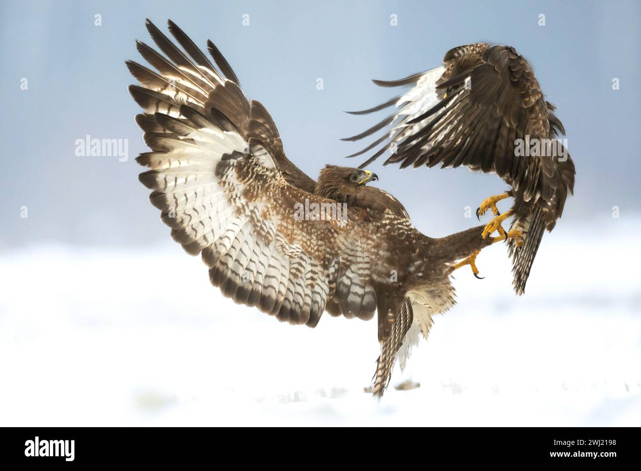 landing Common buzzard Buteo buteo in the fields buzzards in natural ...