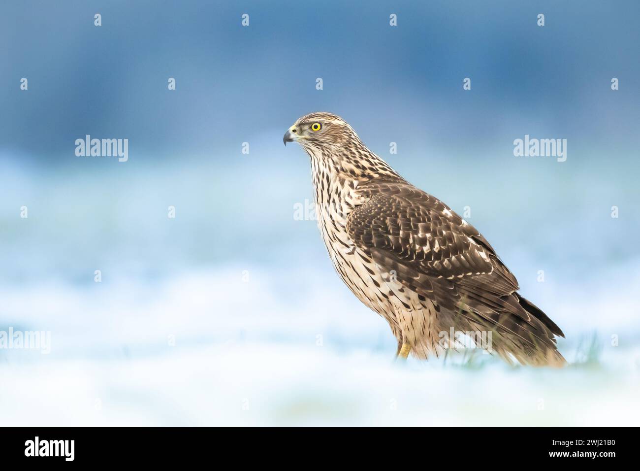 Birds of prey Goshawk Accipiter gentilis bird hunting time Poland ...