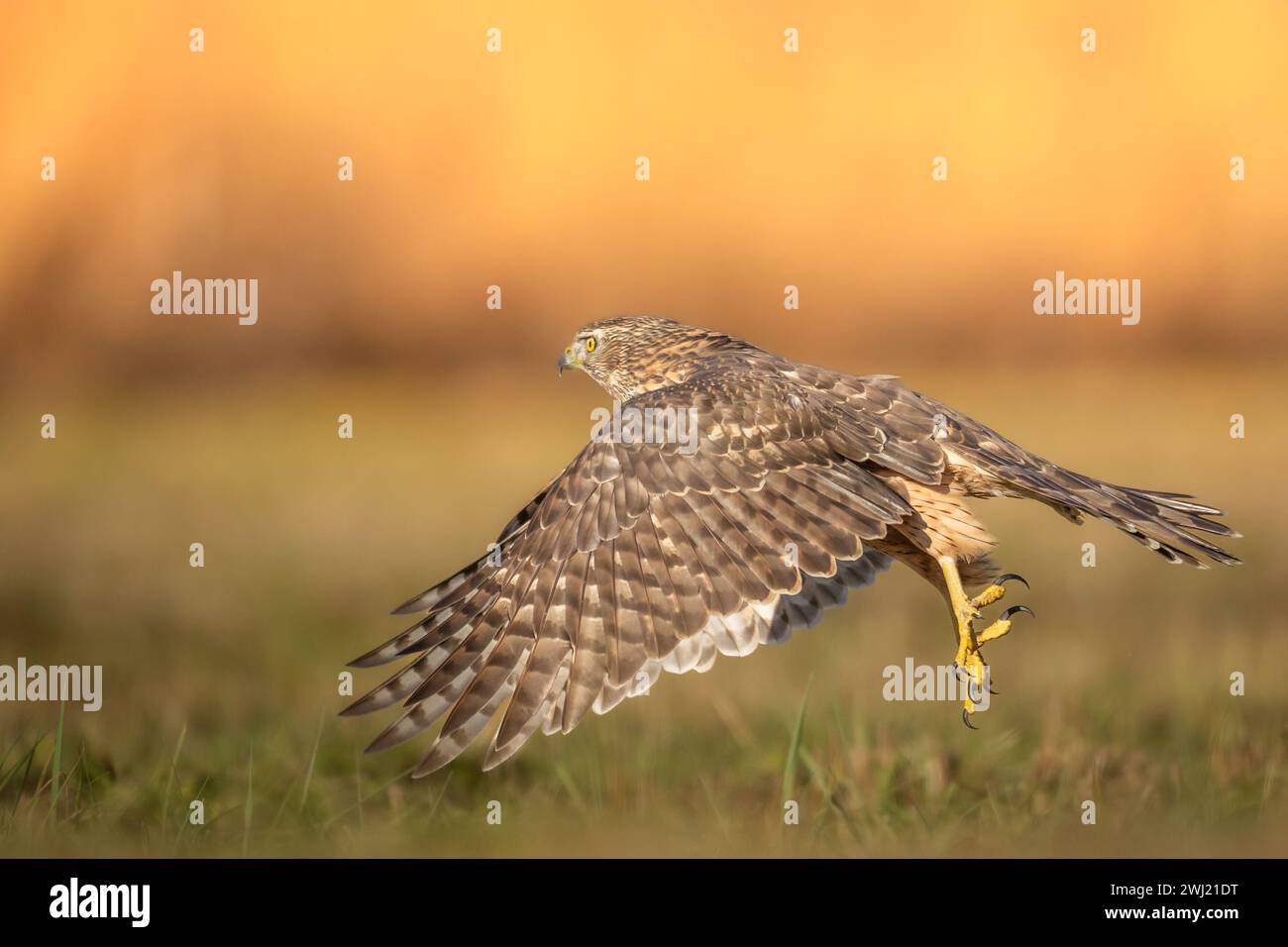 Birds of prey Goshawk Accipiter gentilis bird hunting time Poland ...