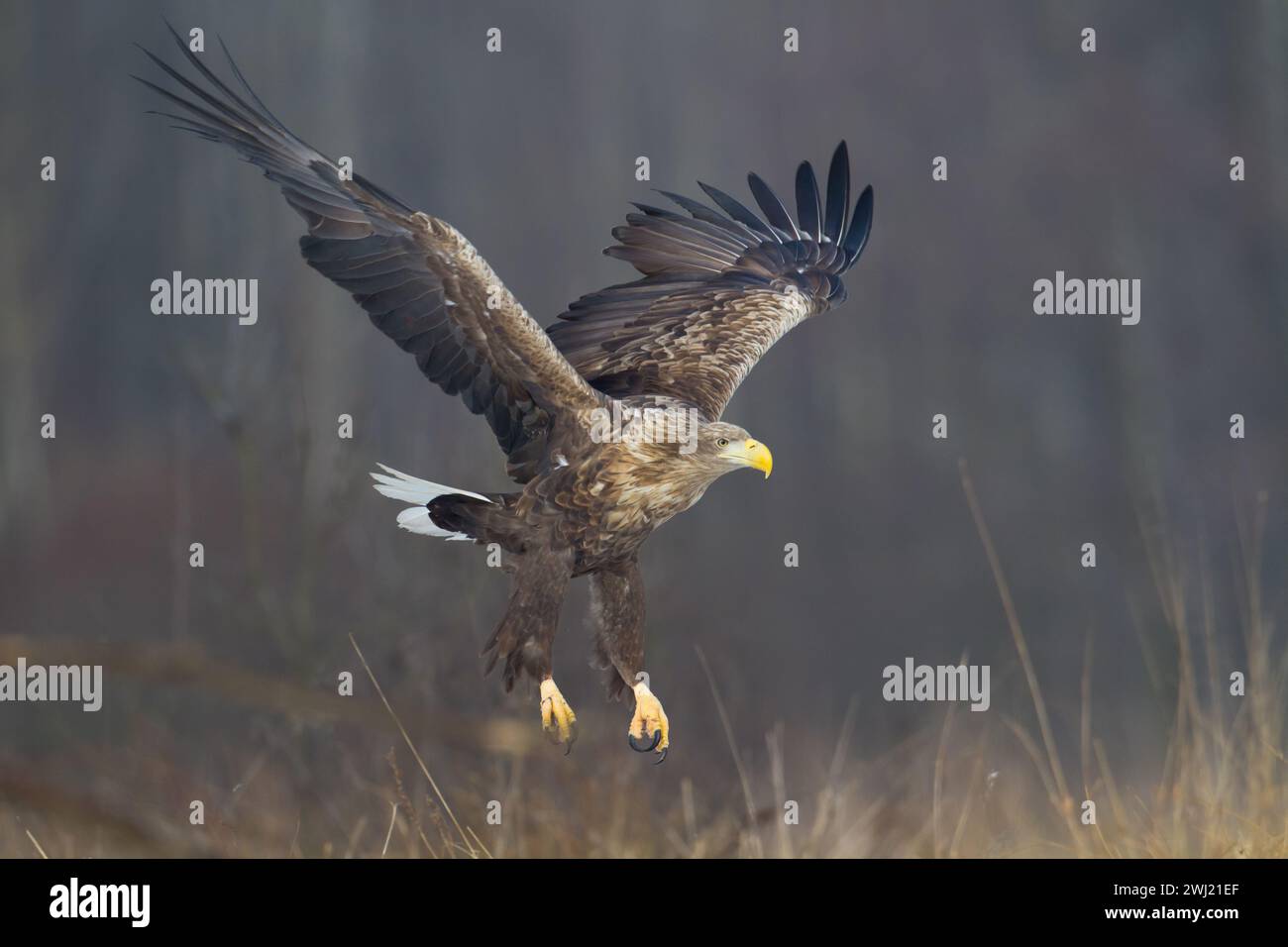 Bird of prey Majestic predator White-tailed eagle, Haliaeetus albicilla ...