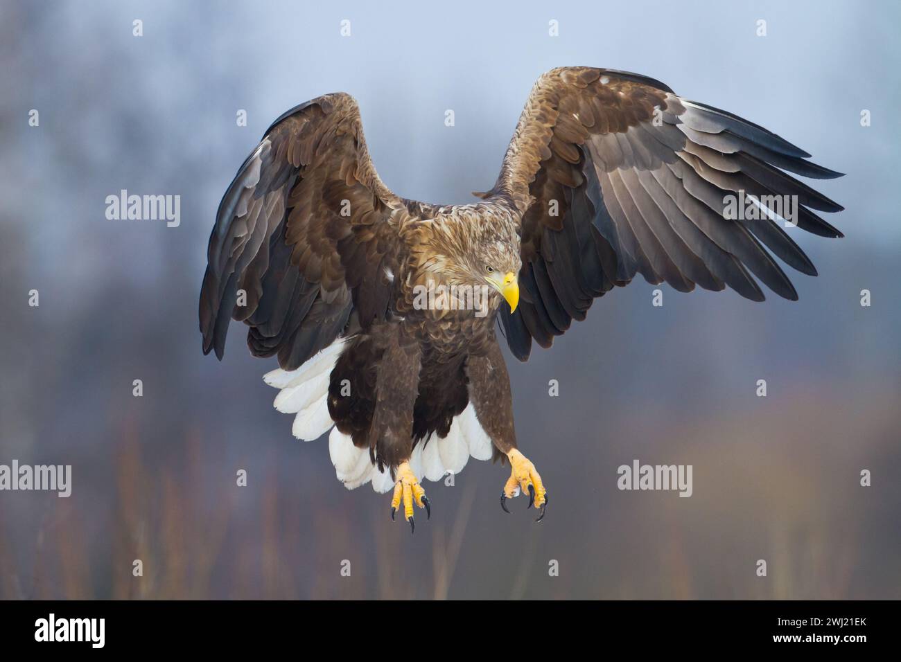Bird of prey Majestic predator White-tailed eagle, Haliaeetus albicilla ...