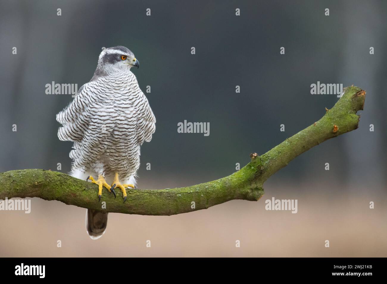 Birds of prey Goshawk Accipiter gentilis bird hunting time Poland ...