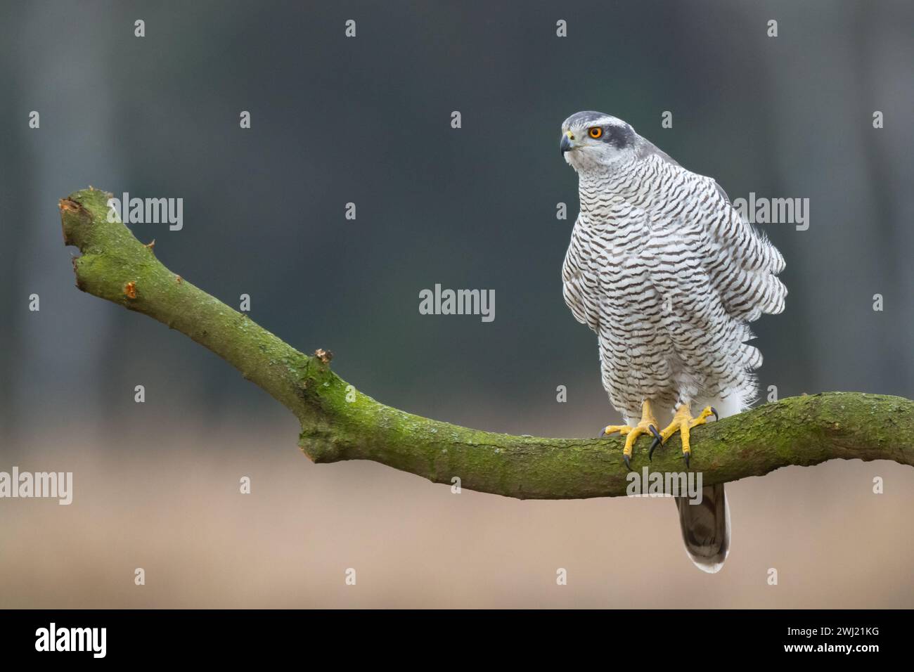Birds of prey Goshawk Accipiter gentilis bird hunting time Poland ...