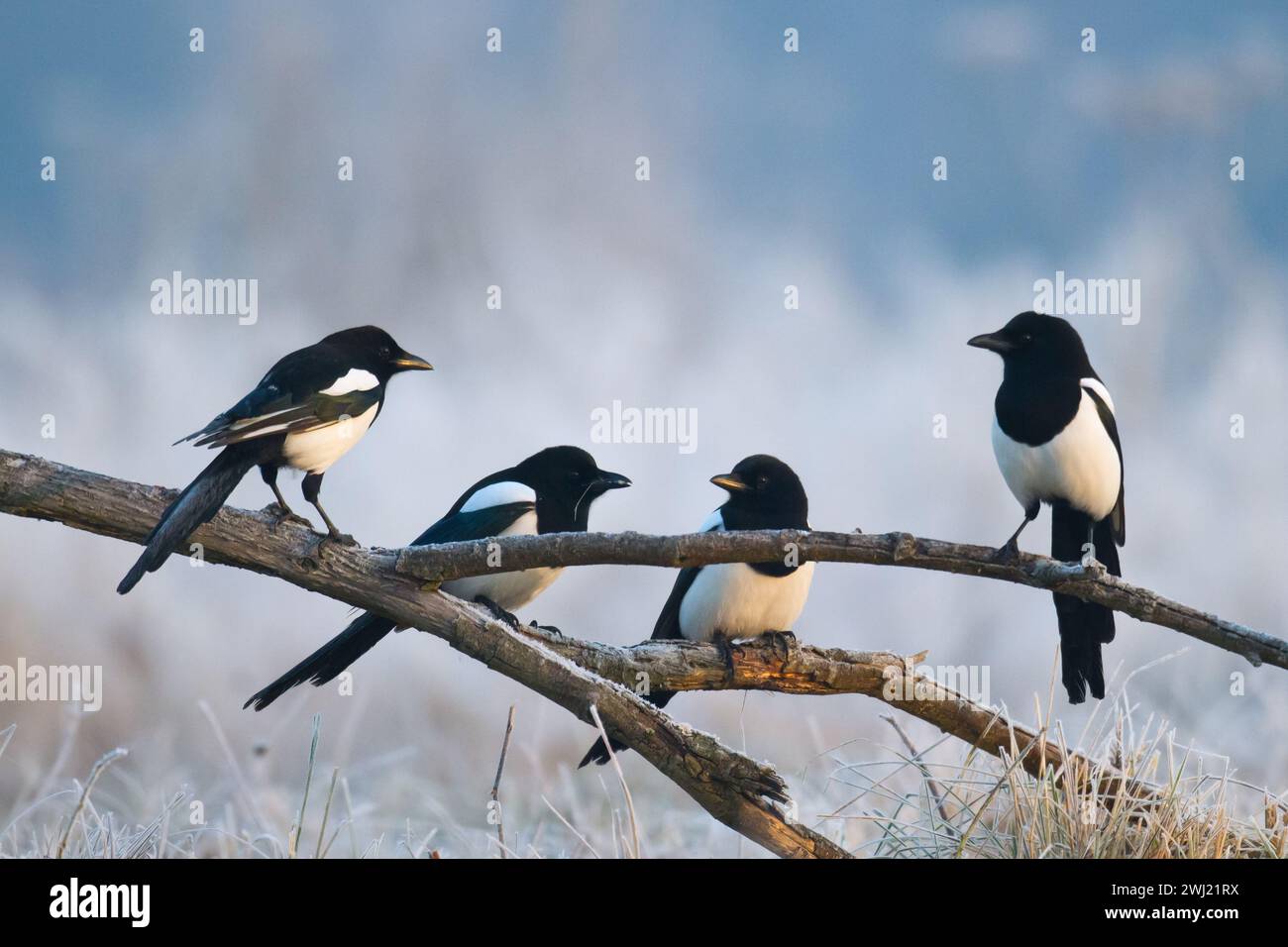 Bird - Common magpie Pica pica, very smart and clever bird with black ...