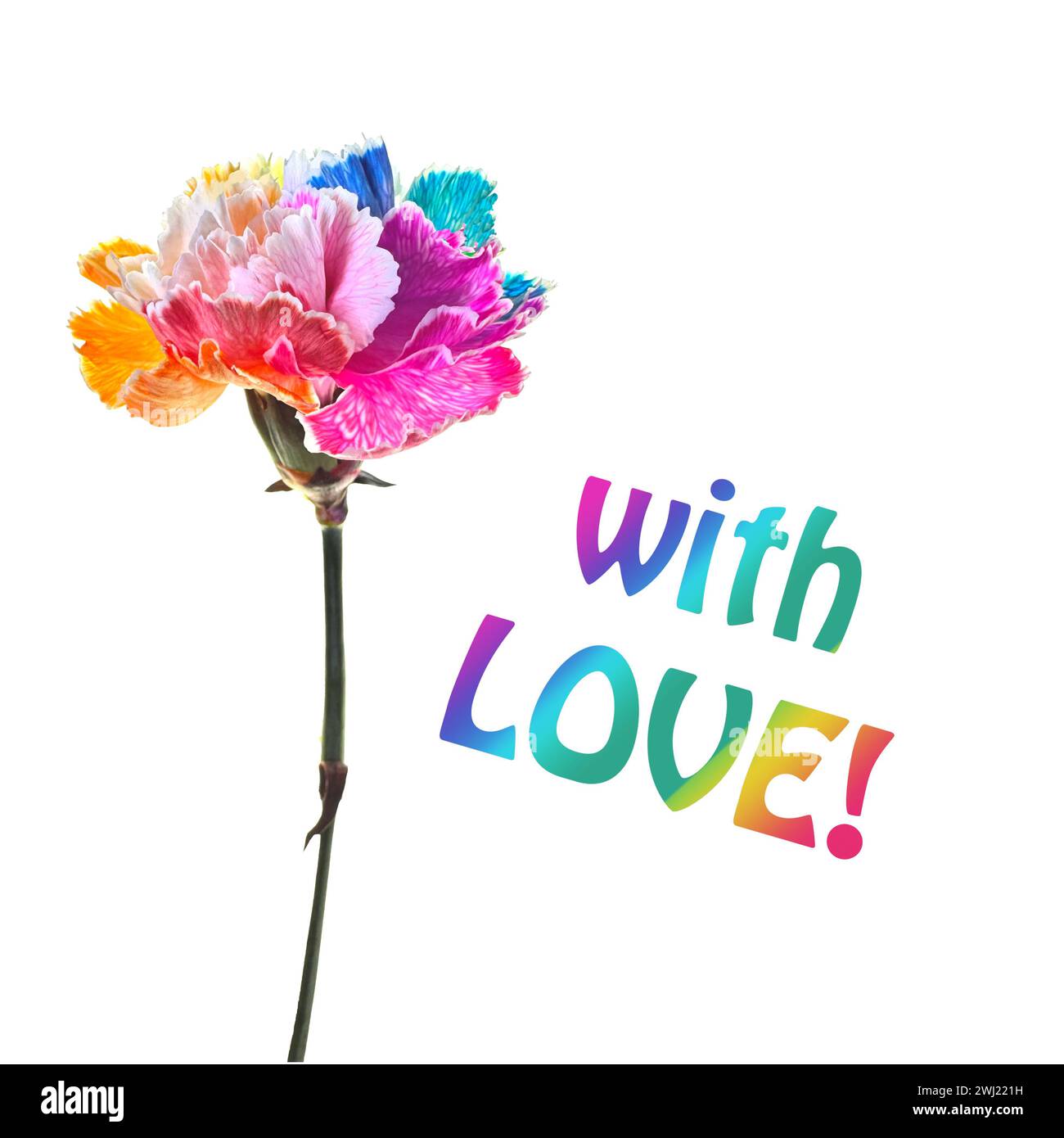 Rainbow-Colored Carnation With the Words With Love Stock Photo - Alamy