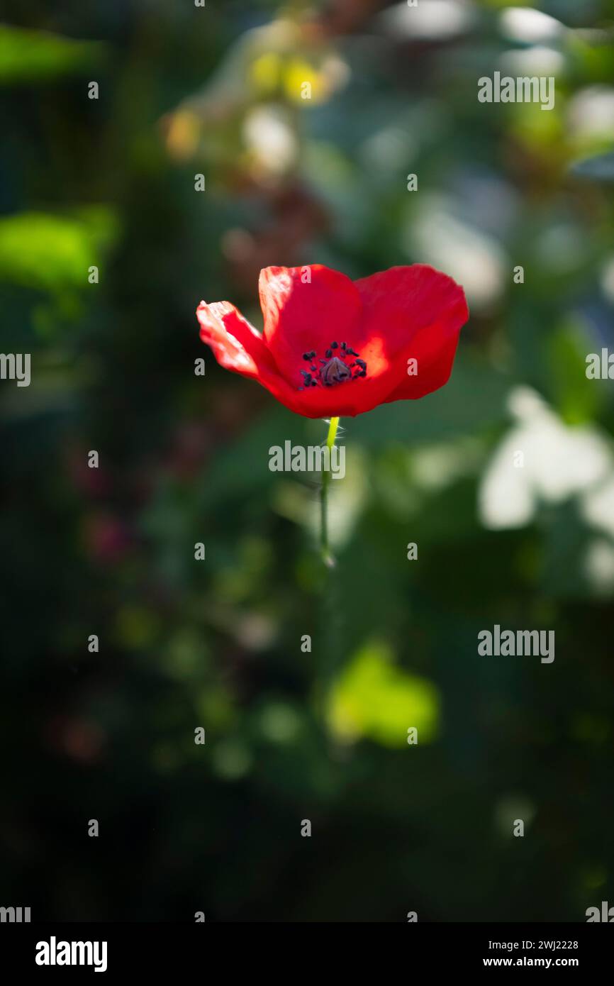 single red poppy flower with green background Stock Photo - Alamy